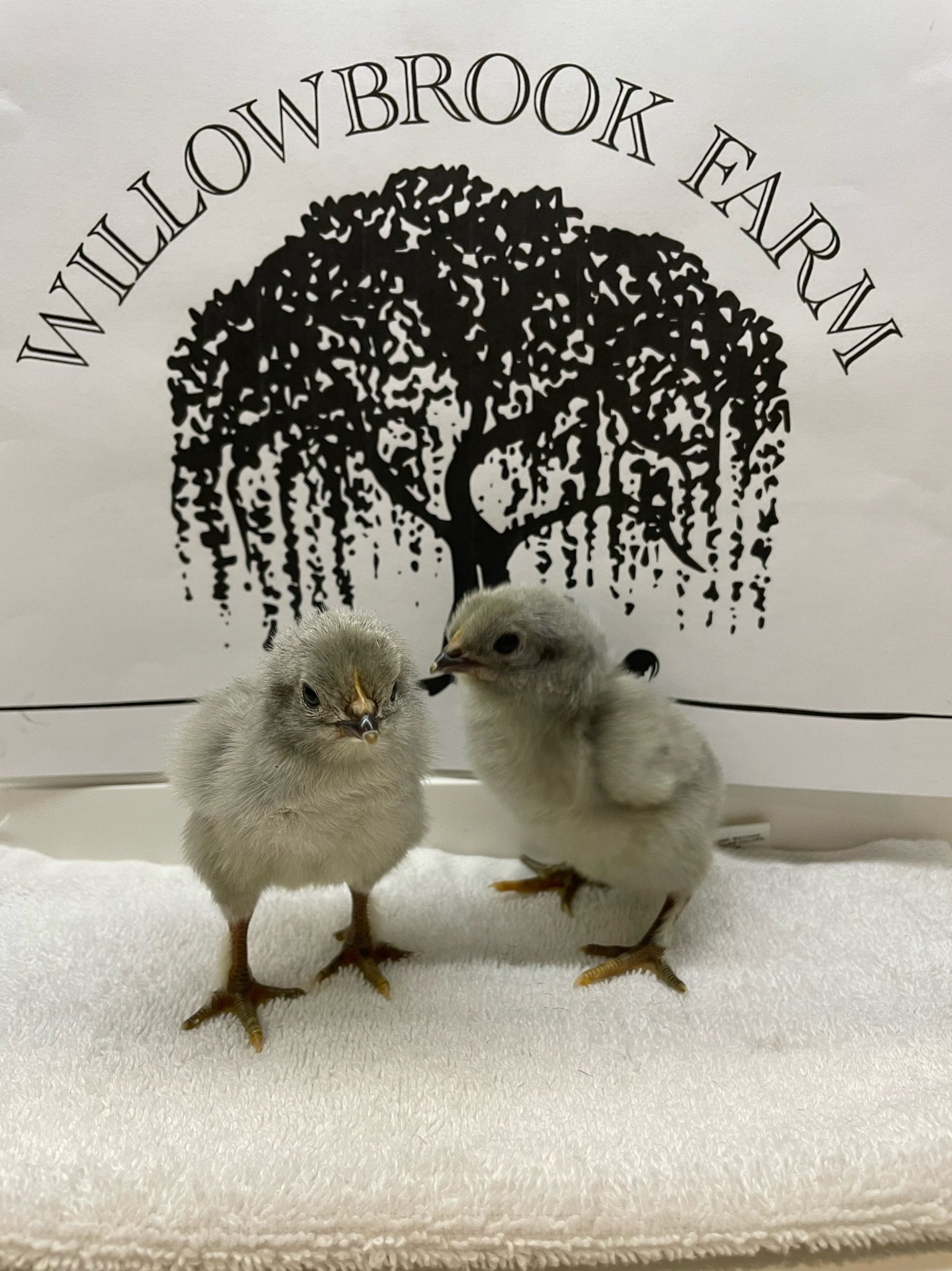 Services 1 — Willowbrook Farm