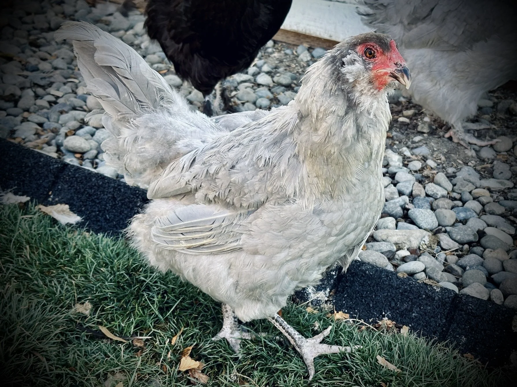 Services 1 — Willowbrook Farm