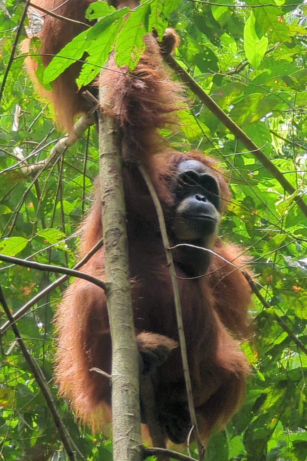 Sumatran Tree
