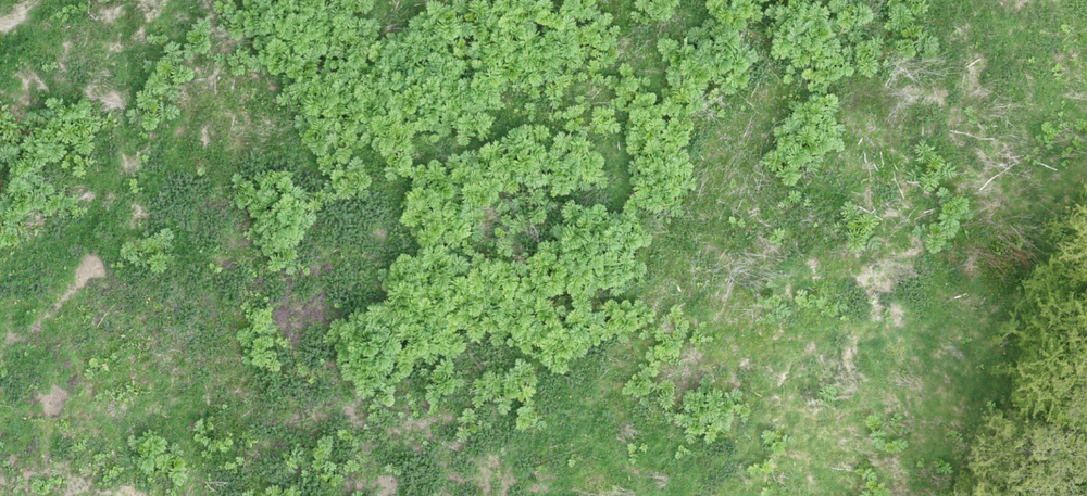 Invasive Species Mapping — Droneflight