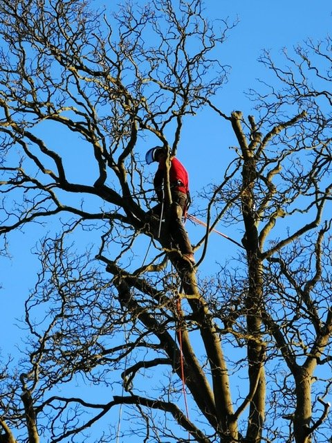 About - Greenacre Arboriculture