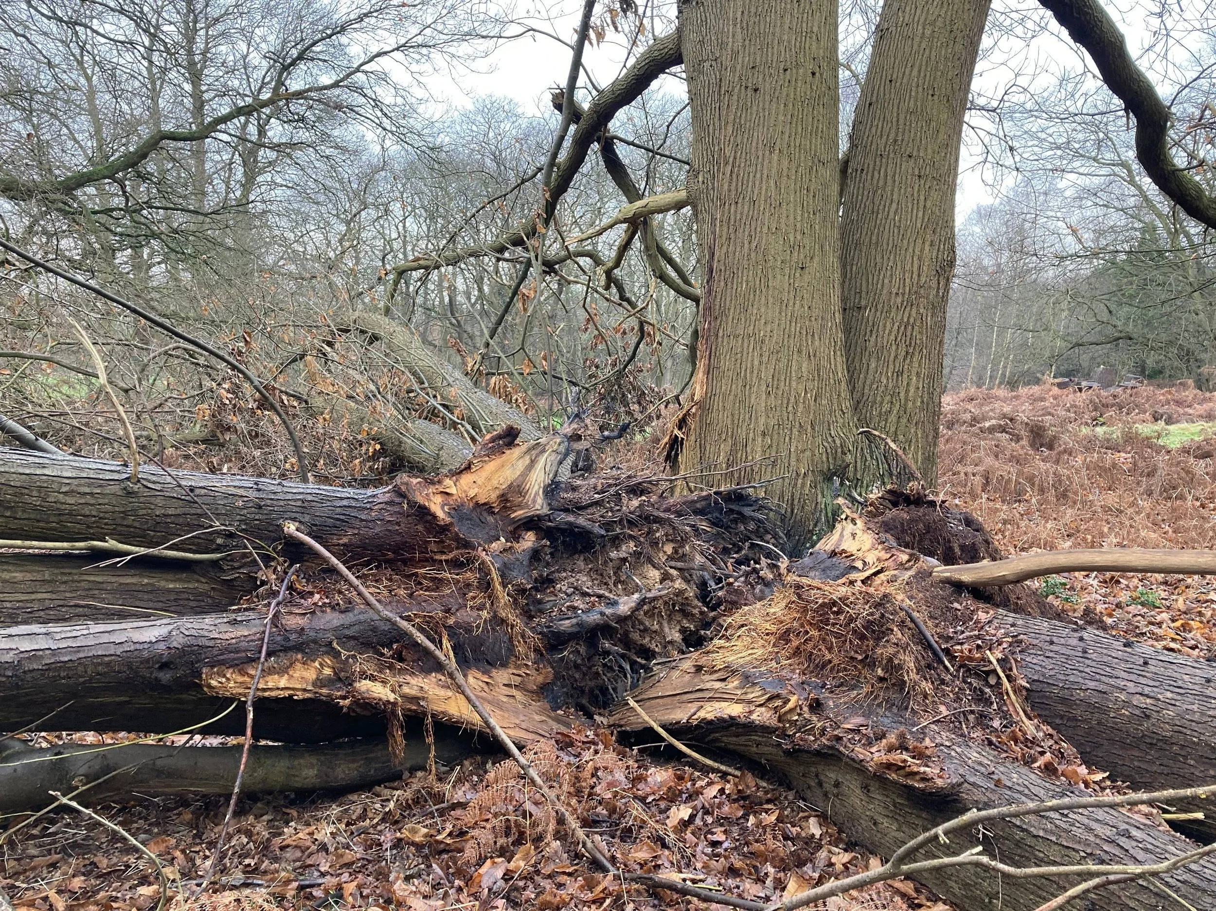 About - Greenacre Arboriculture