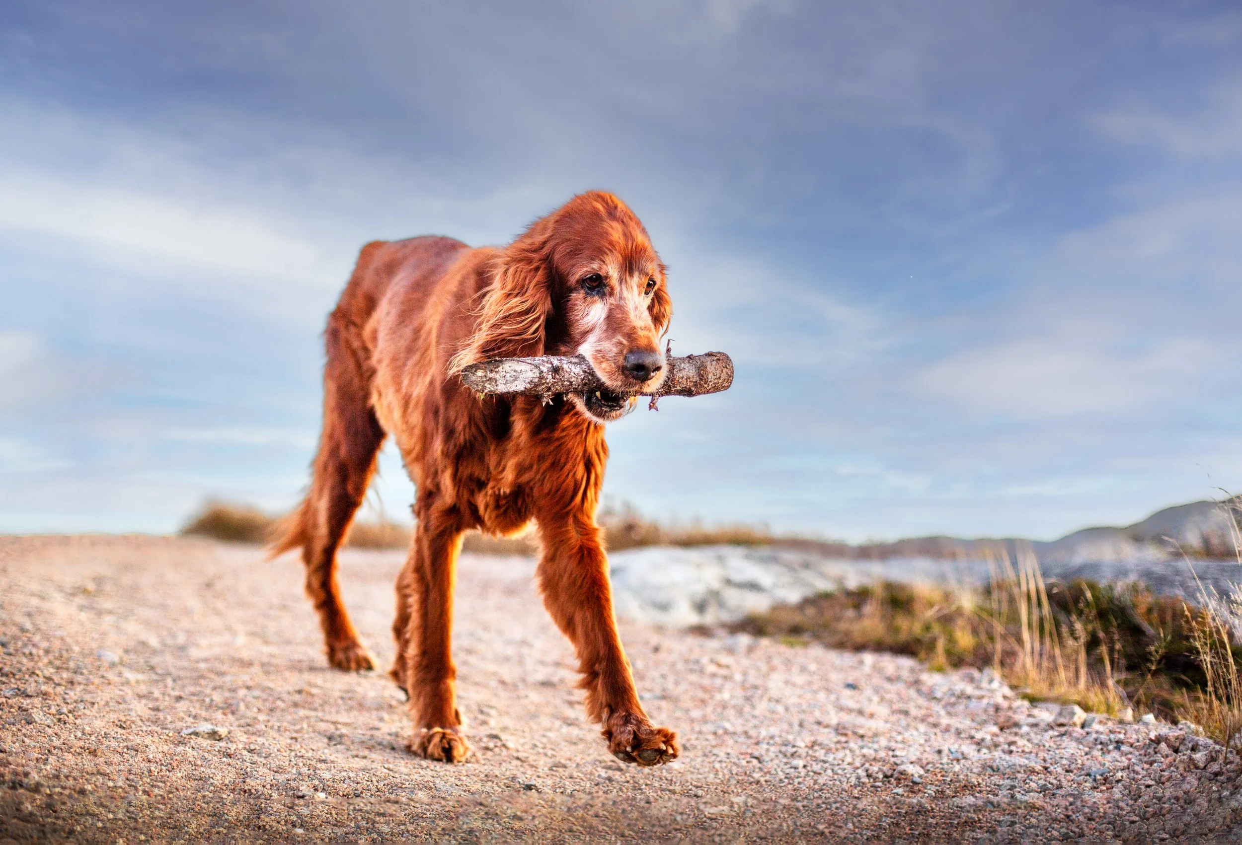 Wild + Ruff Dog Photography