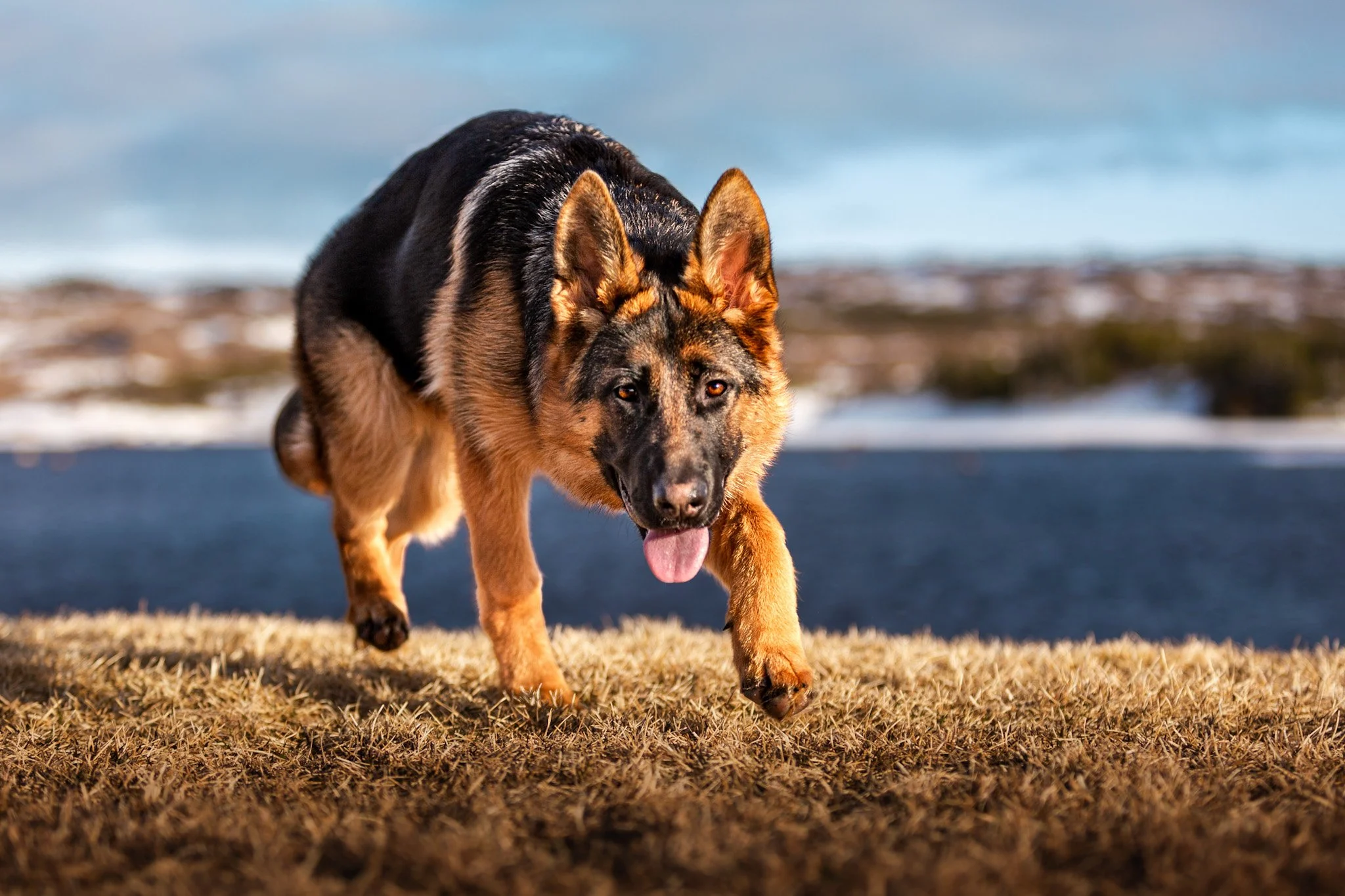 Services 1 Wild Ruff Dog Photography
