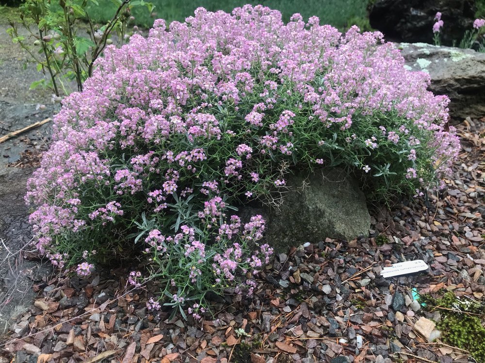 Rock and Alpine Gardens — Lincoln Hill Botanical Garden