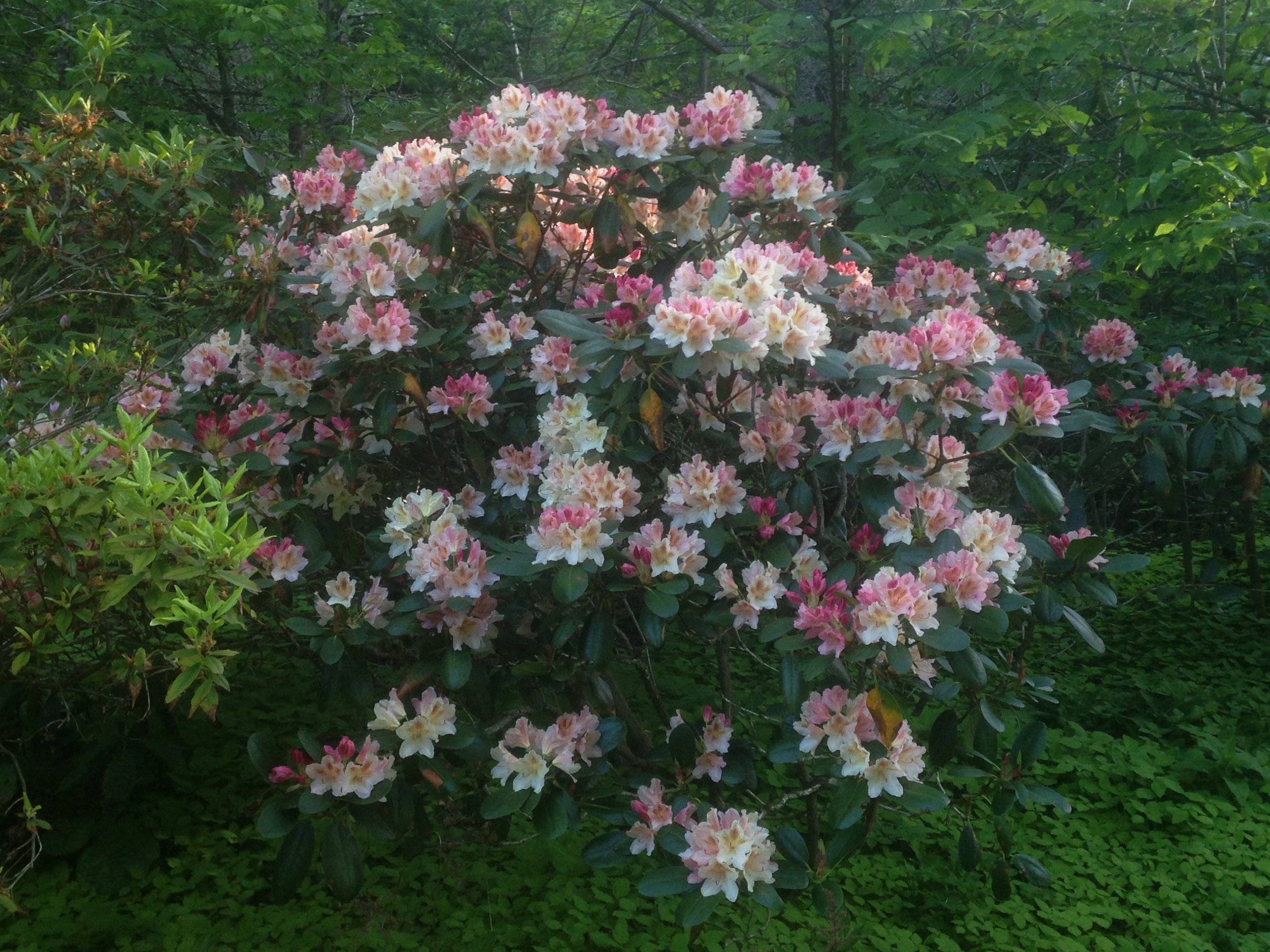 Rhododendron — Lincoln Hill Botanical Garden