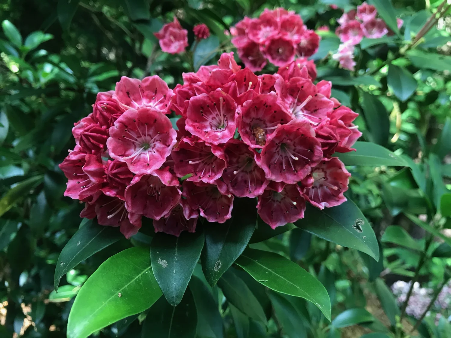 Gallery 1 — Lincoln Hill Botanical Garden