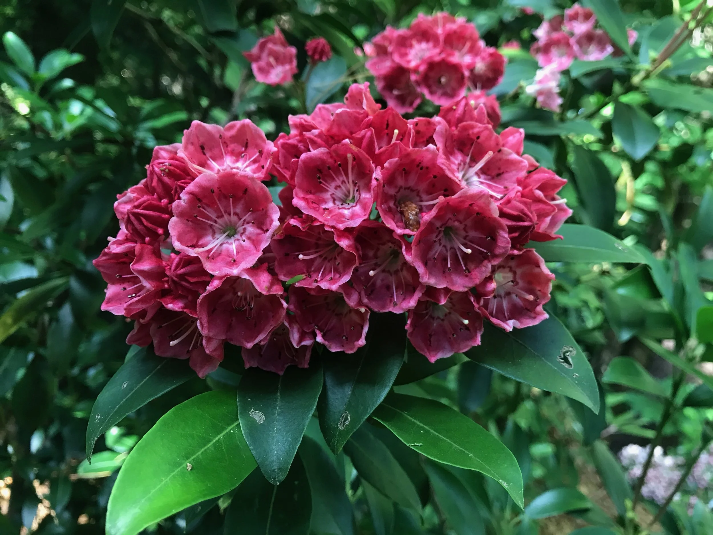 Gallery 1 — Lincoln Hill Botanical Garden