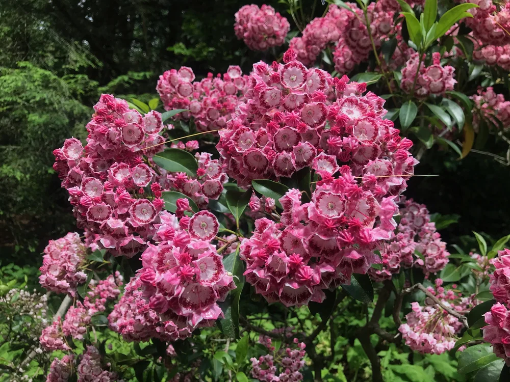 Gallery 1 — Lincoln Hill Botanical Garden