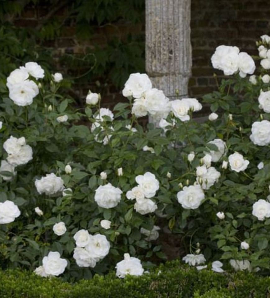 Portfolio — Megan Vanderwall Interiors