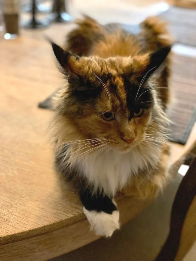 Meow Meadow Maine Coons | Find Your Maine Coon Today – Reserve Now