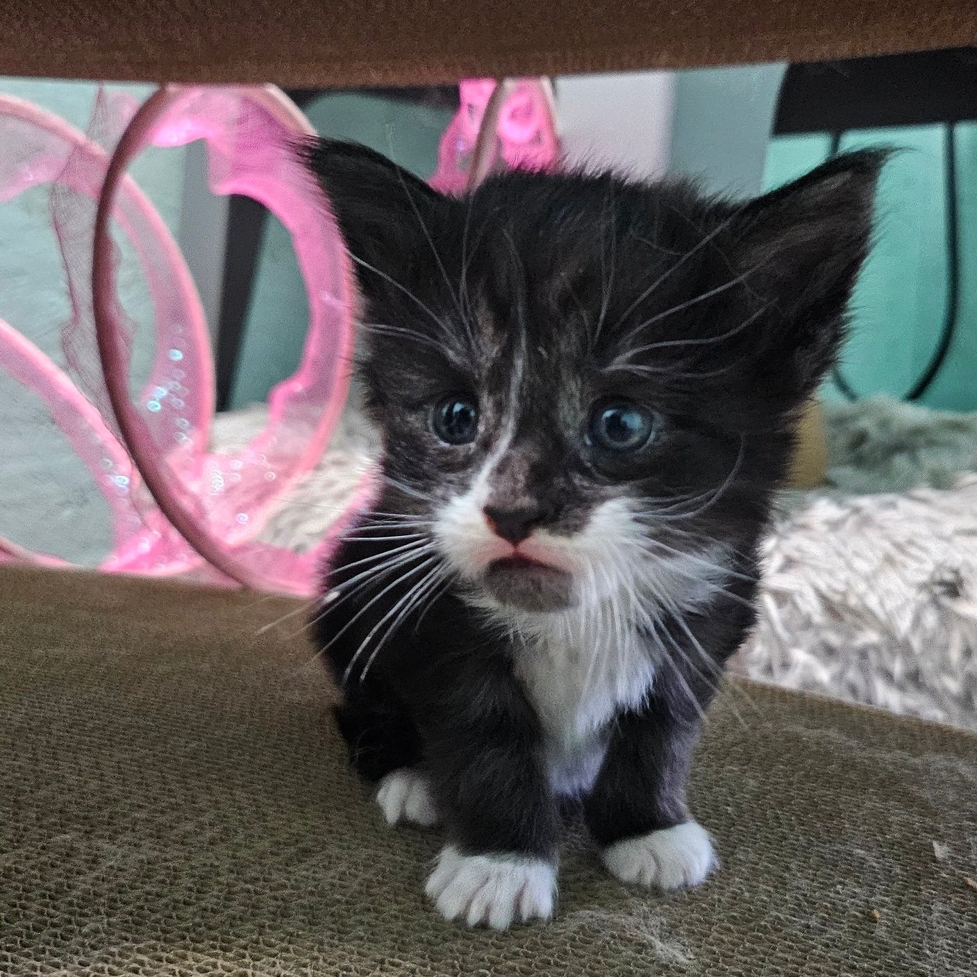 Available Kittens — Meow Meadow Maine Coons