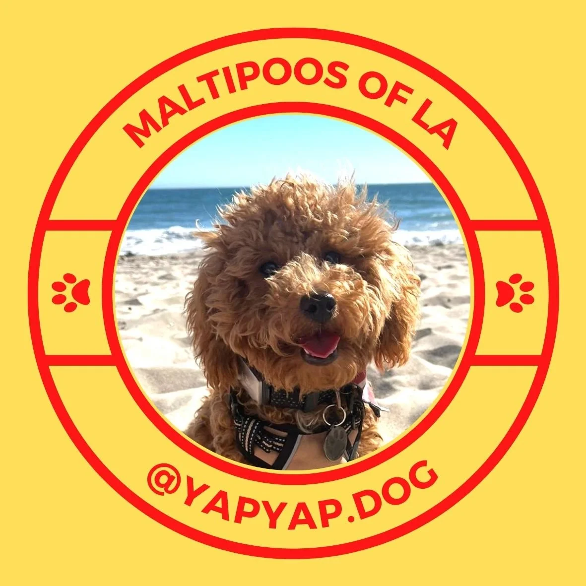 YapYap