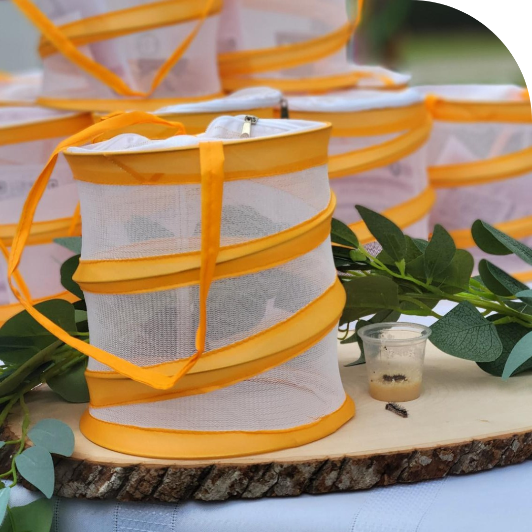 Butterfly Kits Canada | Live Caterpillar Kits for Kids & Classrooms