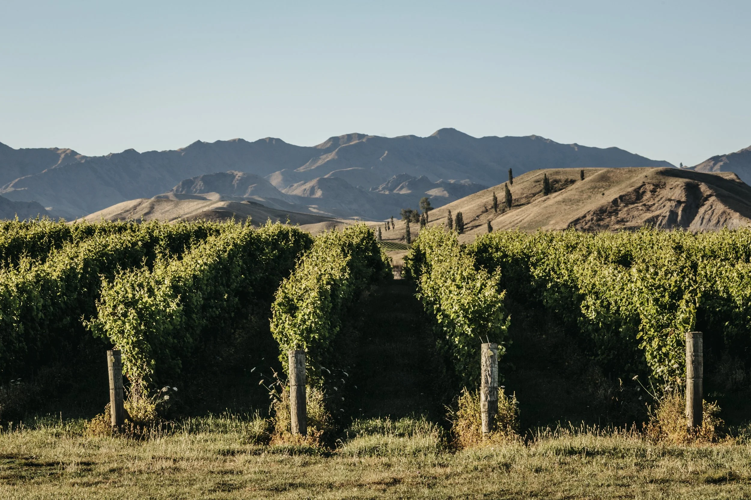 Our Place — Kono Wines