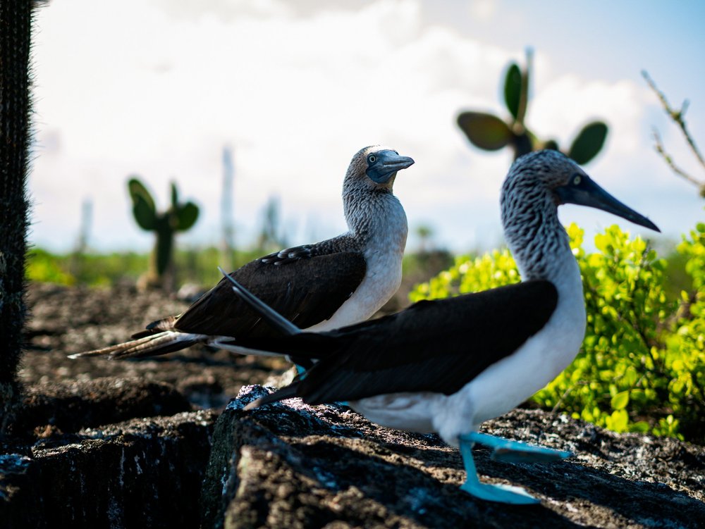 Top 10 Animals You Can Only See in the Galapagos — Blue Galapagos