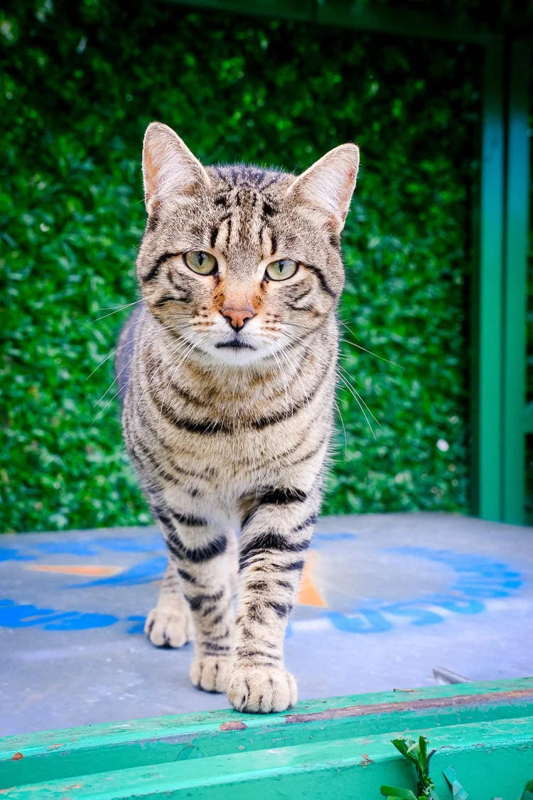 7 Proven Tips to Improve Your Cat Photography — Them Frames