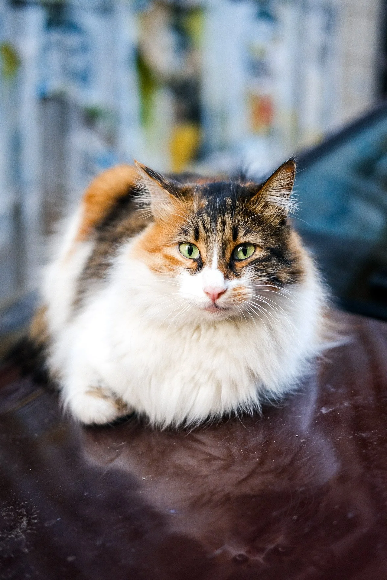 7 Proven Tips to Improve Your Cat Photography — Them Frames
