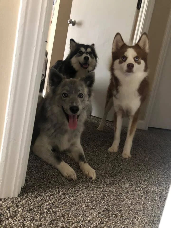 Full Grown Pomsky