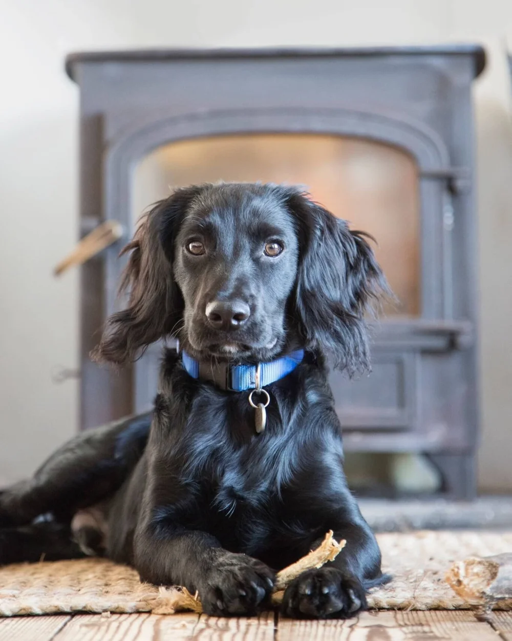 Gretta Ford - Dog Behaviour Support - York, Harrogate and surrounding areas