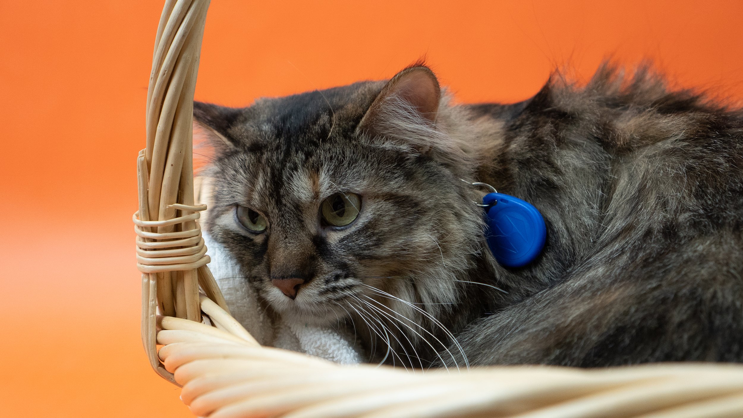 How Can I Use Pet Scan for My Pet — Solex