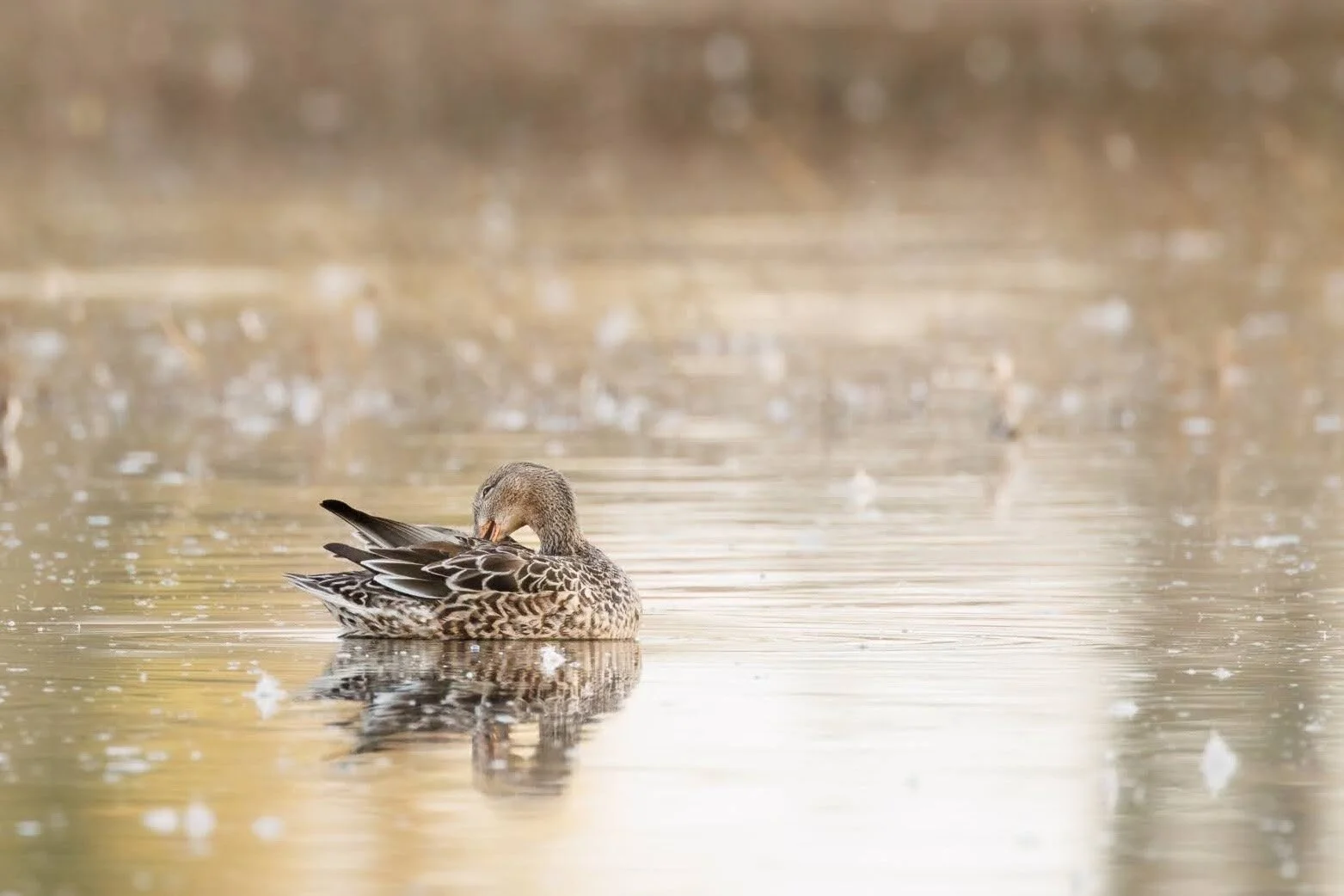 Nadeen Flynn Photography | Landscapes-Still Life-Nature