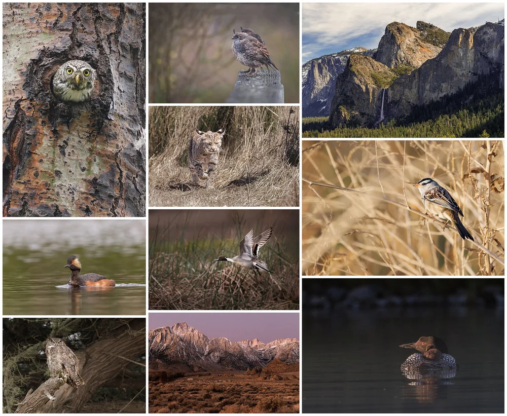 Nadeen Flynn Photography | Landscapes-Nature