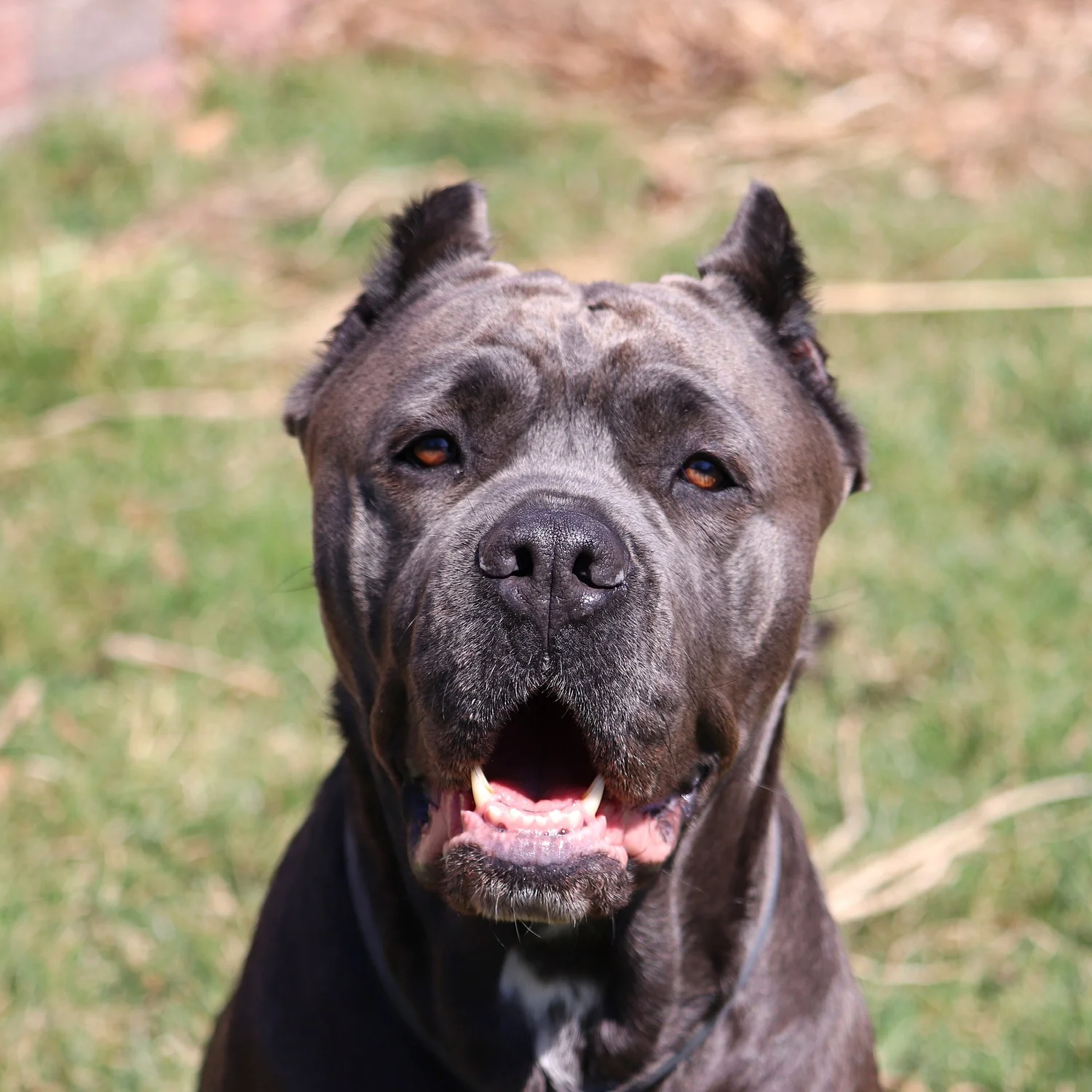 The Cane Corso Temperament — Solterra Cane Corso