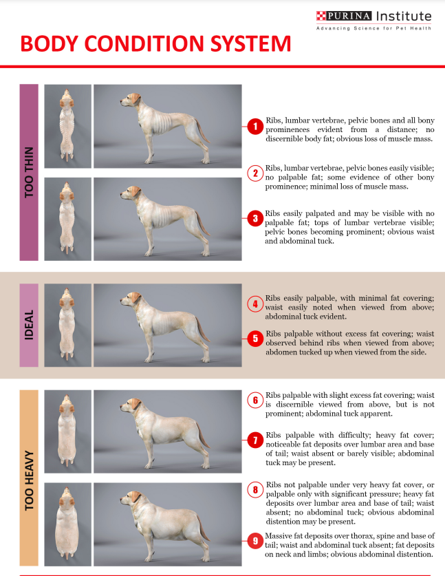 Cane Corso Size - Height and Weight — Solterra Cane Corso