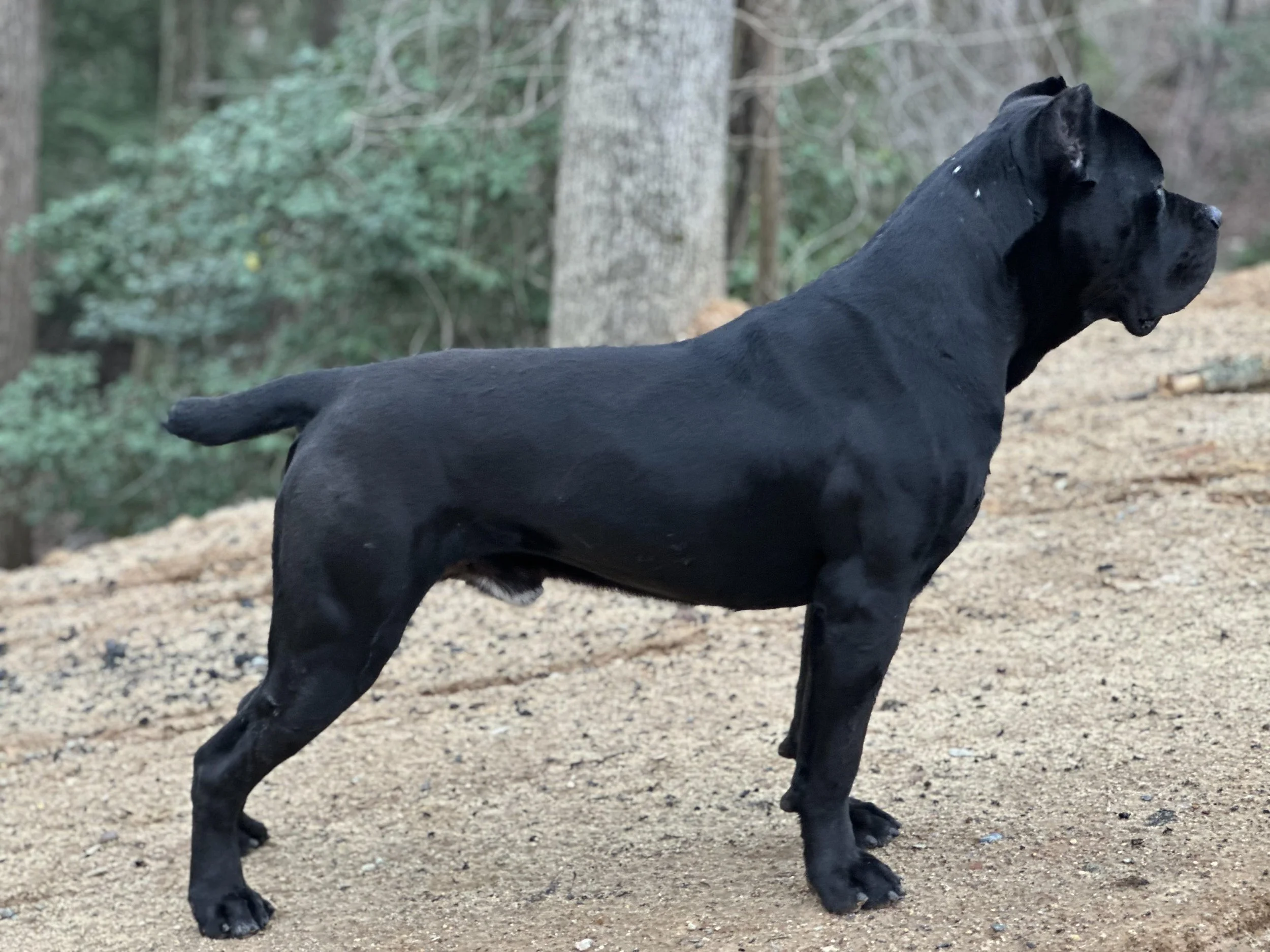Blue Italian Mastiff