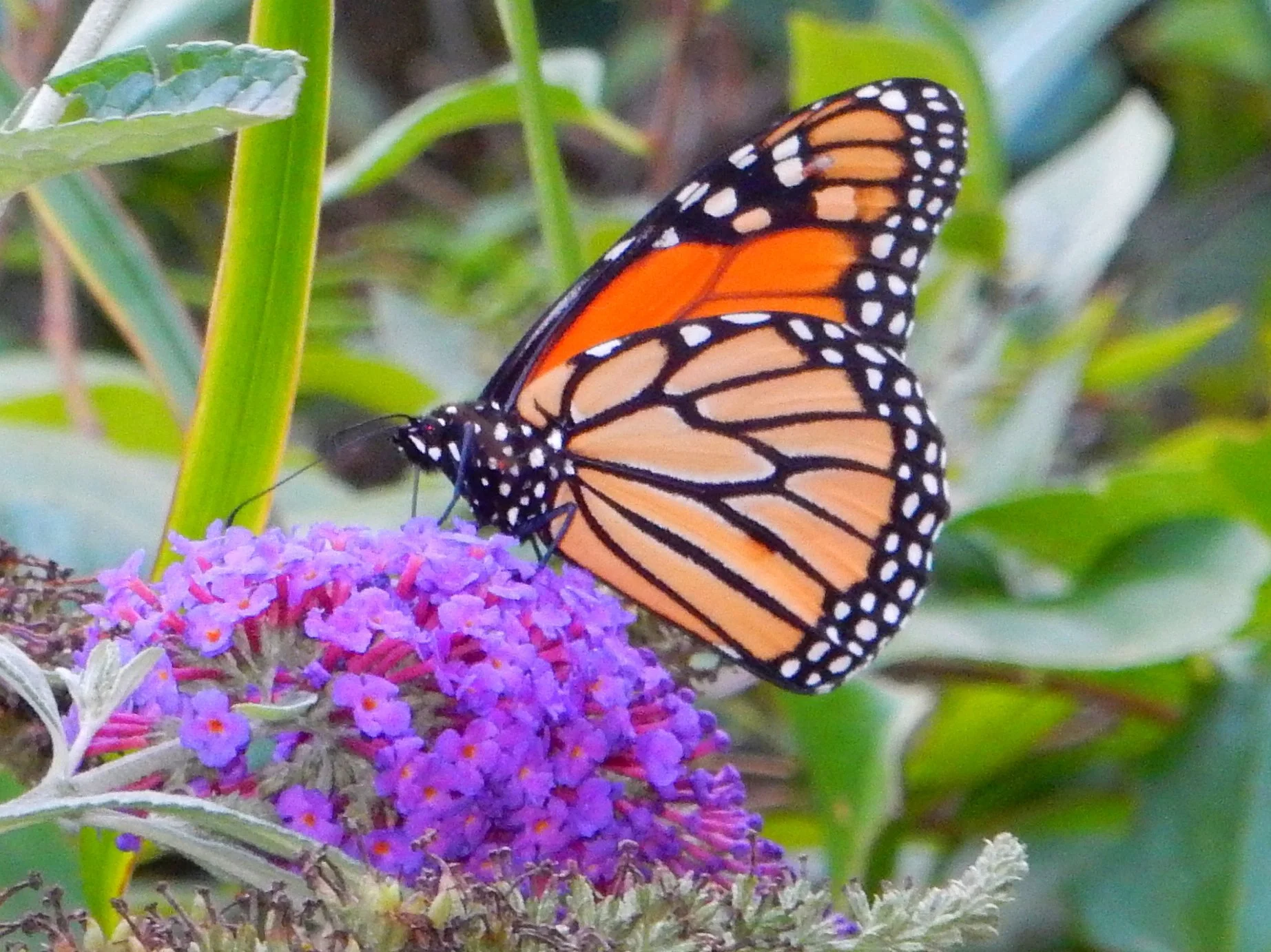 The Magnificent Monarch — Fire Island News