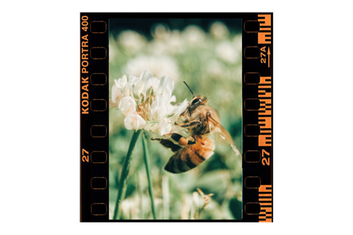 The Two Bee Productivity Framework (For Increased Clarity and Output ...