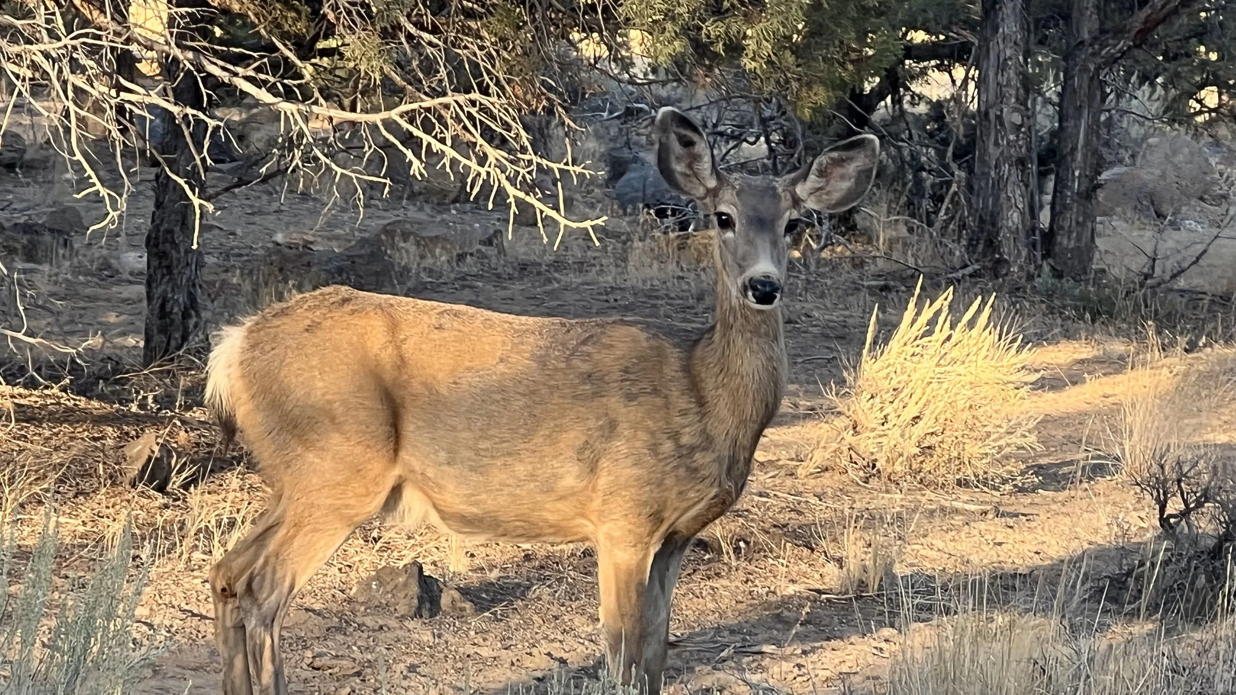 Photos — Sundance Meadows
