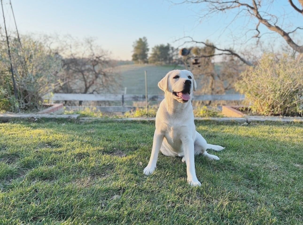 Upcoming Litters — Kamrose Labradors