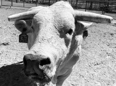 Our Beer — Longhorn Lifestyle