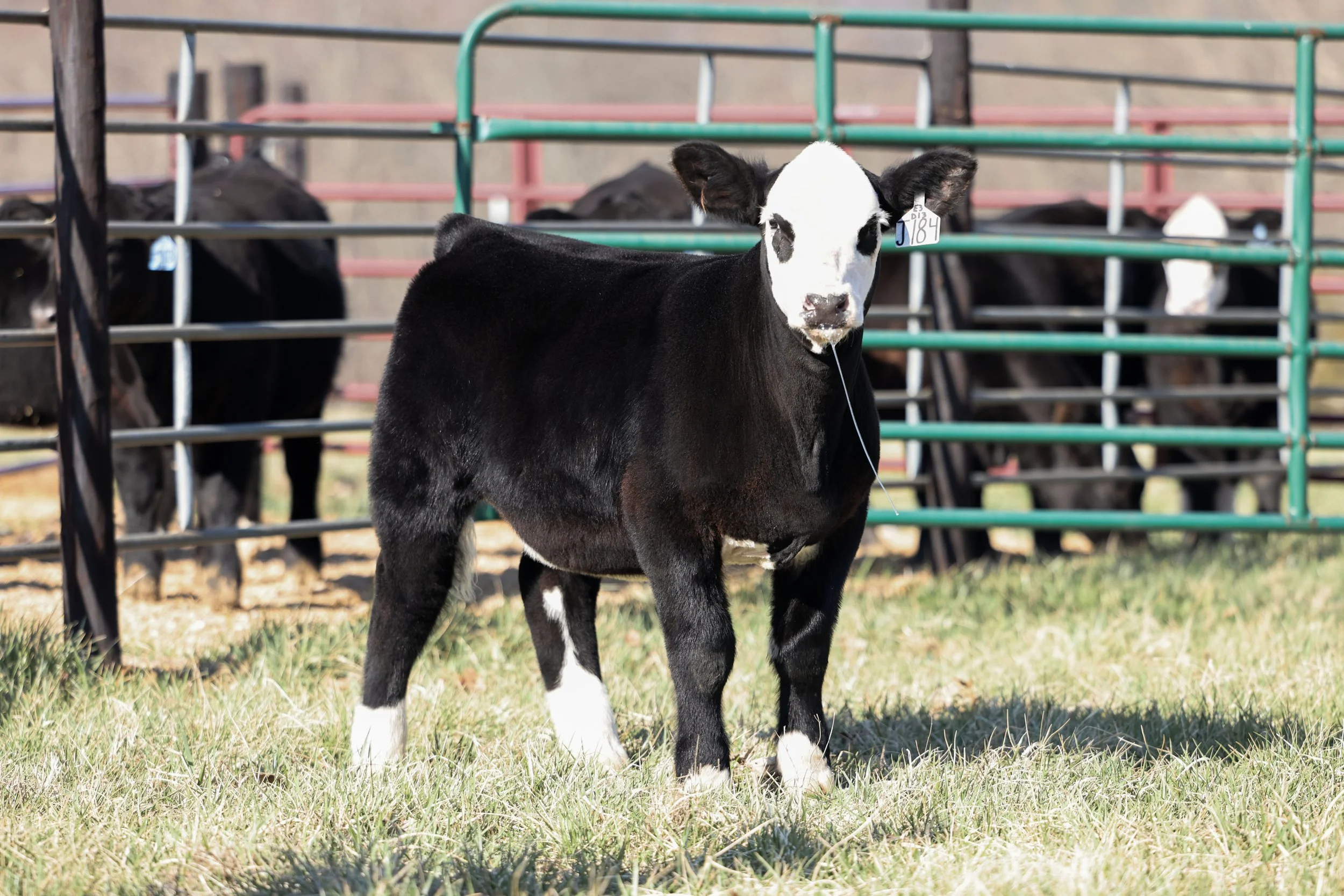 Contact — Bramlet Simmentals