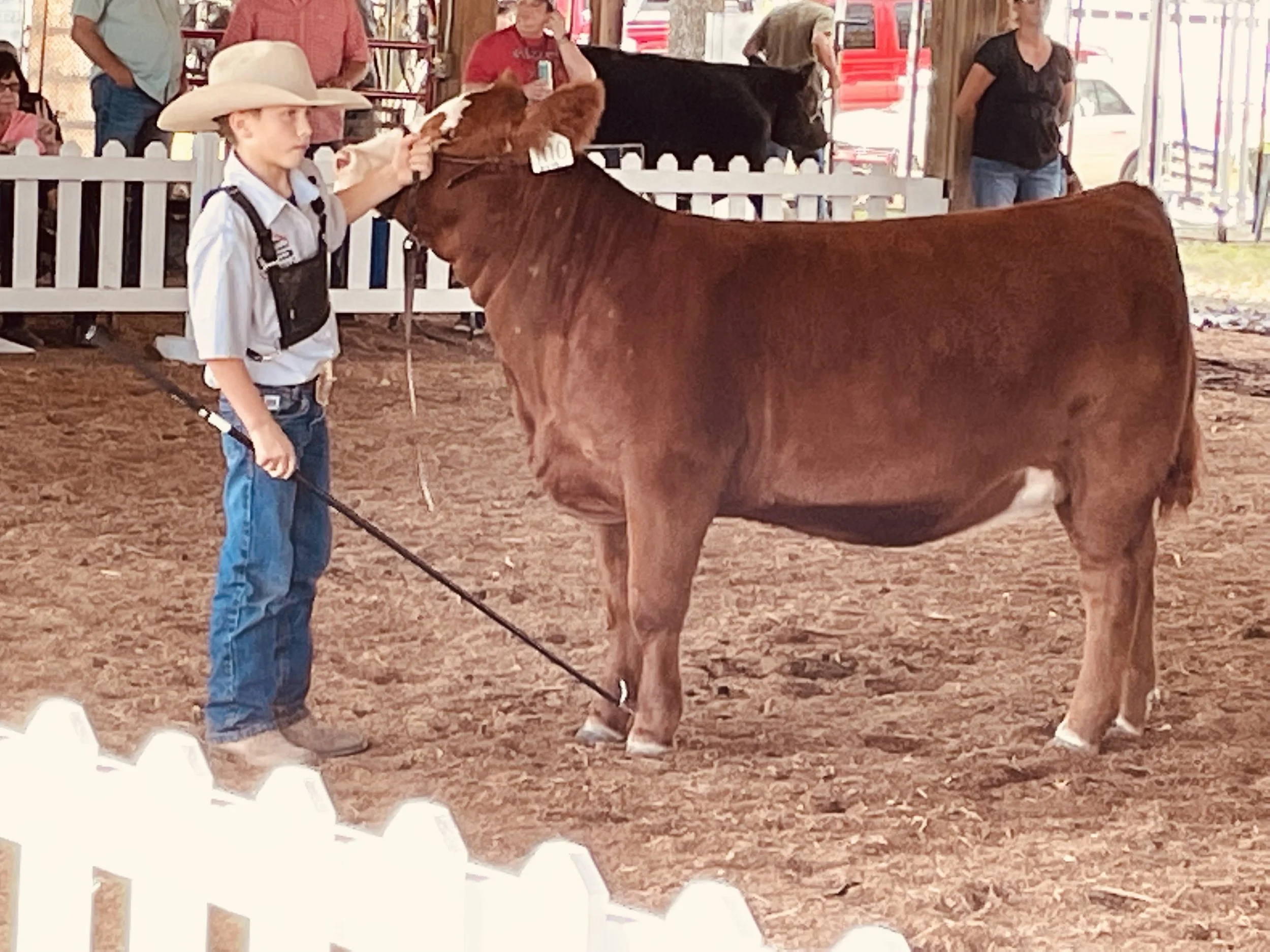 About — Bramlet Simmentals