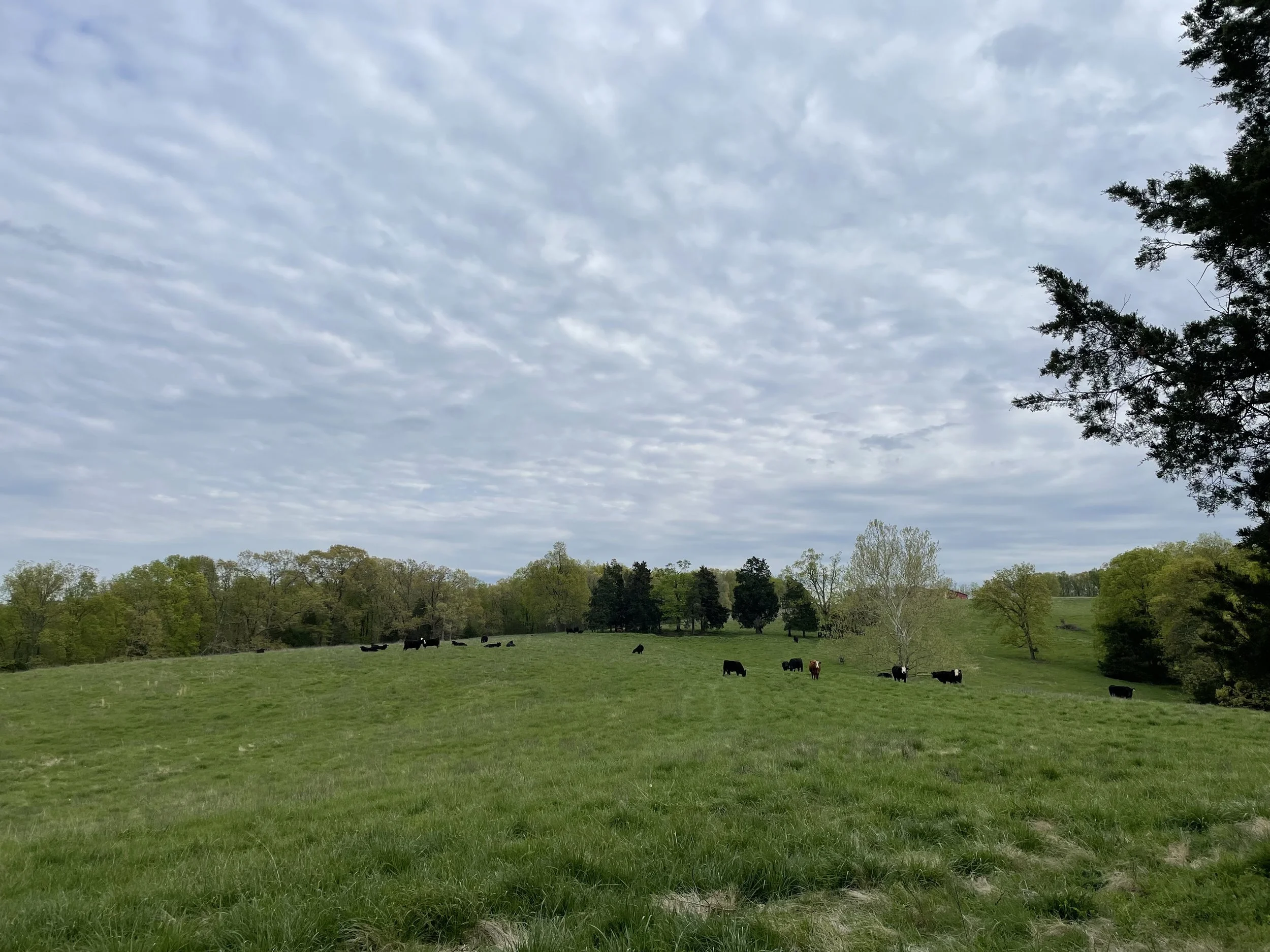 Contact — Bramlet Simmentals