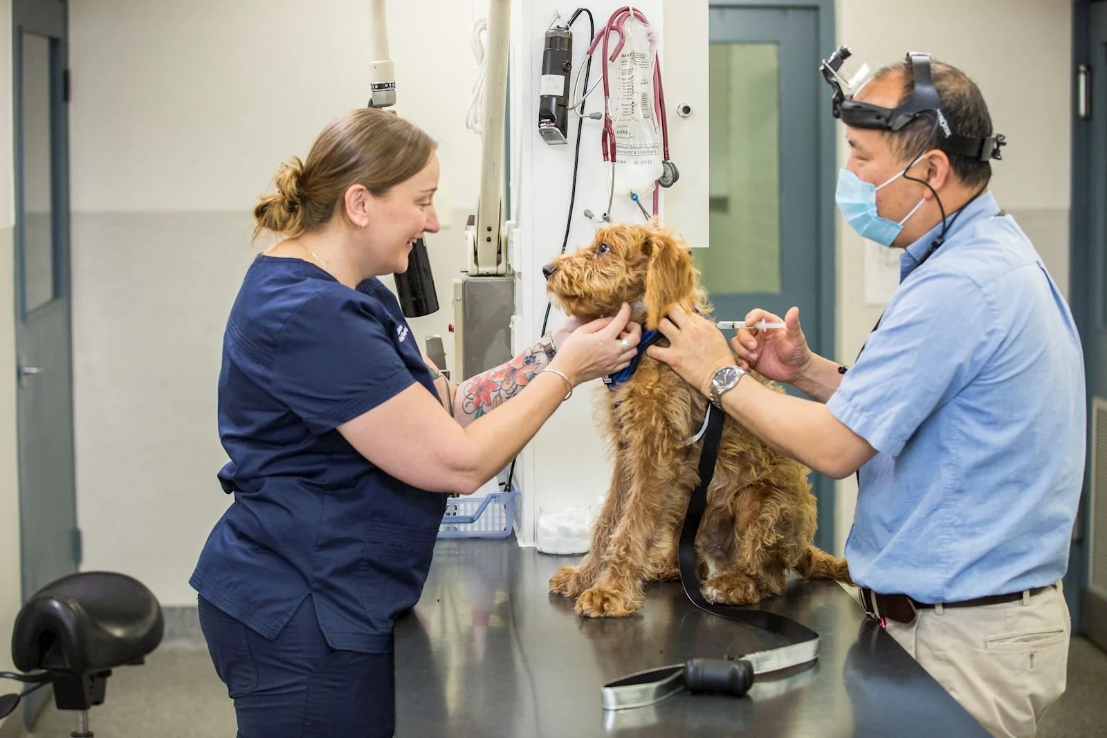 Blackburn Animal Hospital | Experienced Surgeons, Holistic vet medicine ...