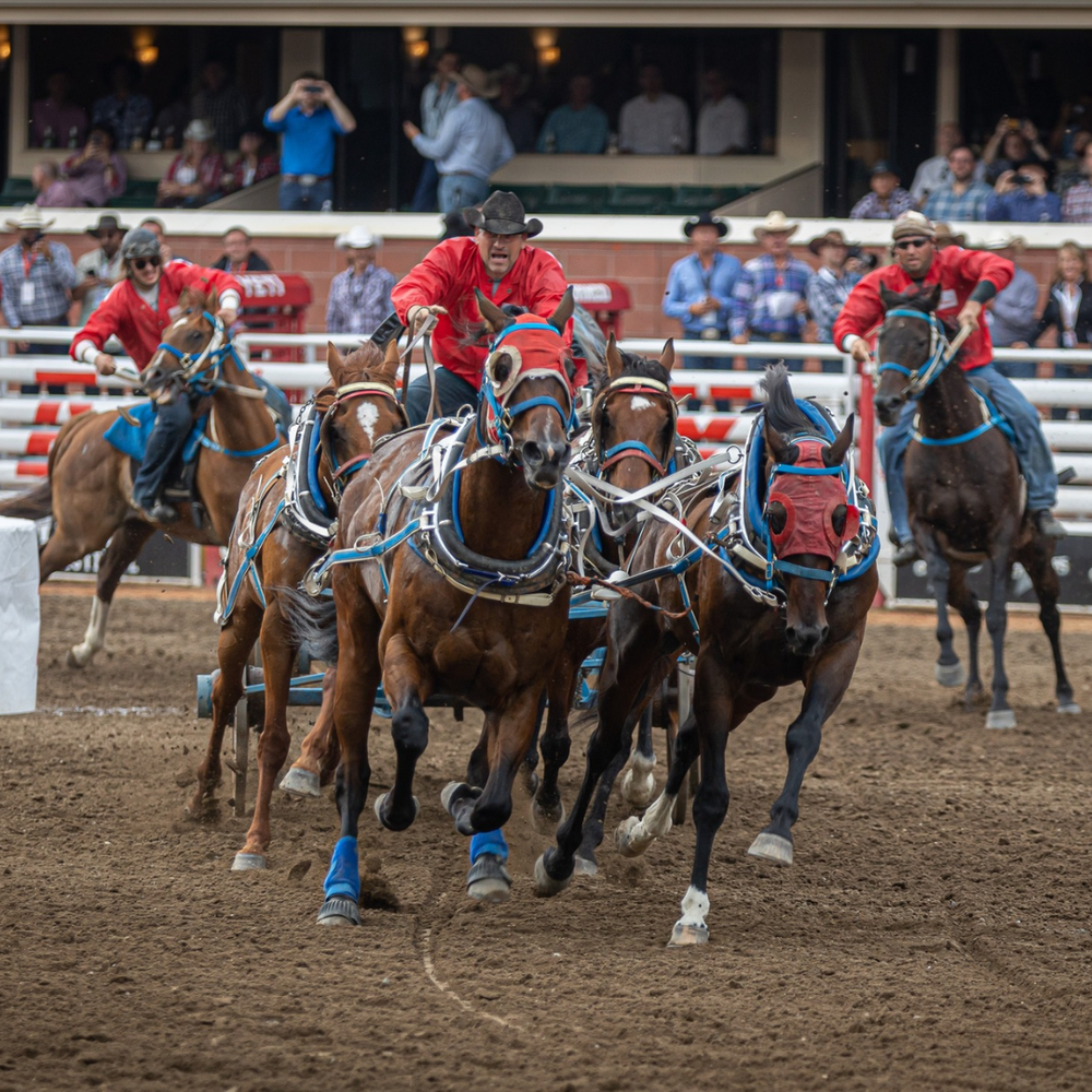 Teamwork: The Heartbeat of the Calgary Stampede