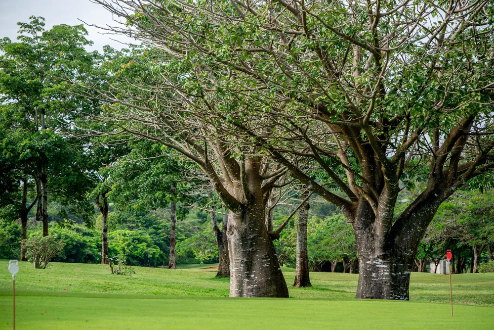 Kenya Coastal Trees: the joy of tree planting — Vipingo Ridge