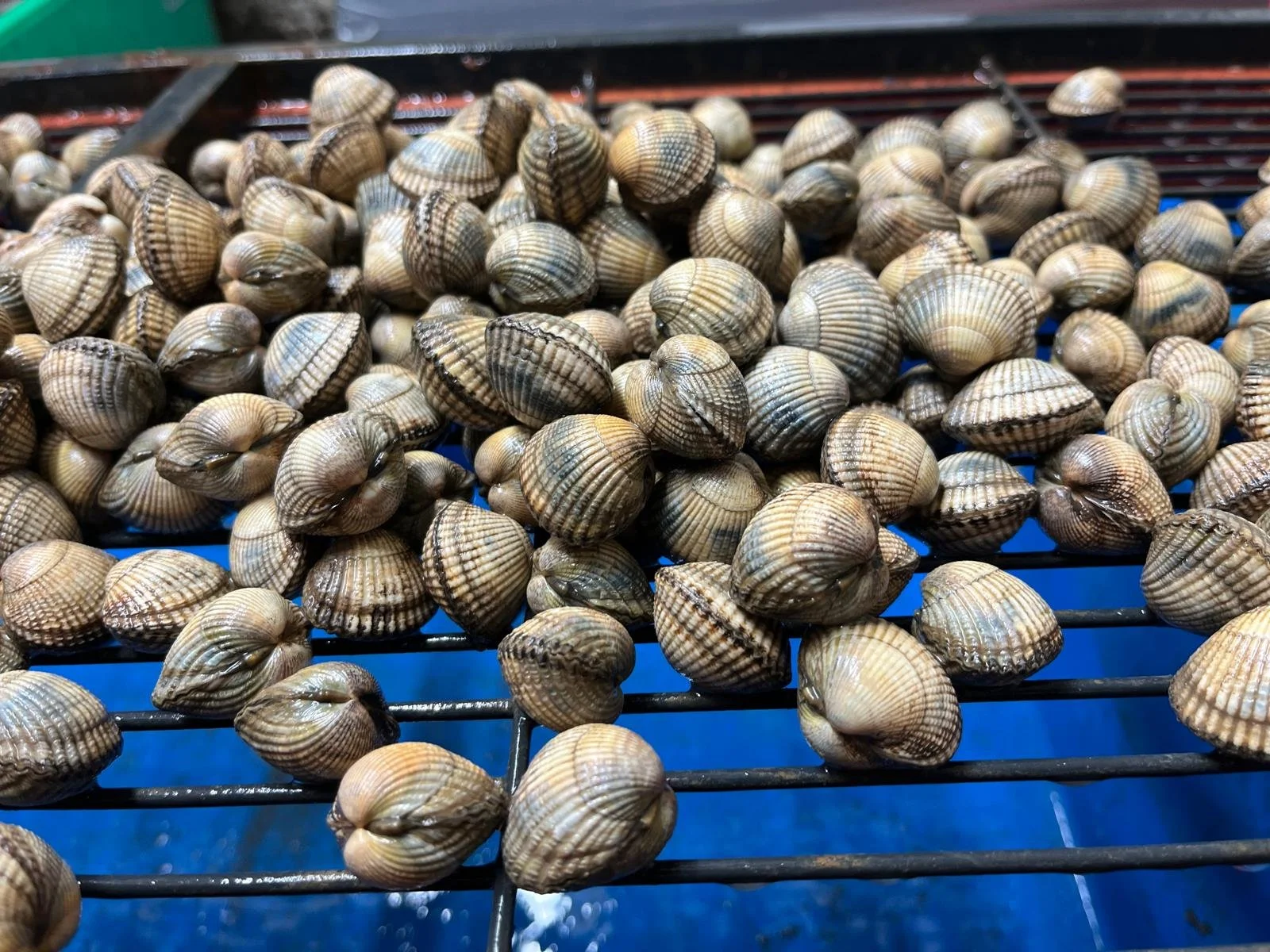 Quality Seaweed, Shellfish & More | Pembrokeshire Seafood Shop — Câr-y-Môr