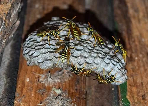 KritterCaps.com - Pest Exclusion for Vinyl Siding