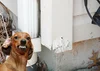 KritterCaps.com - Pest Exclusion for Vinyl Siding