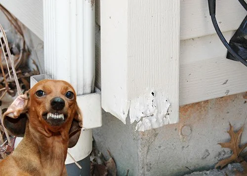 KritterCaps.com - Pest Exclusion for Vinyl Siding