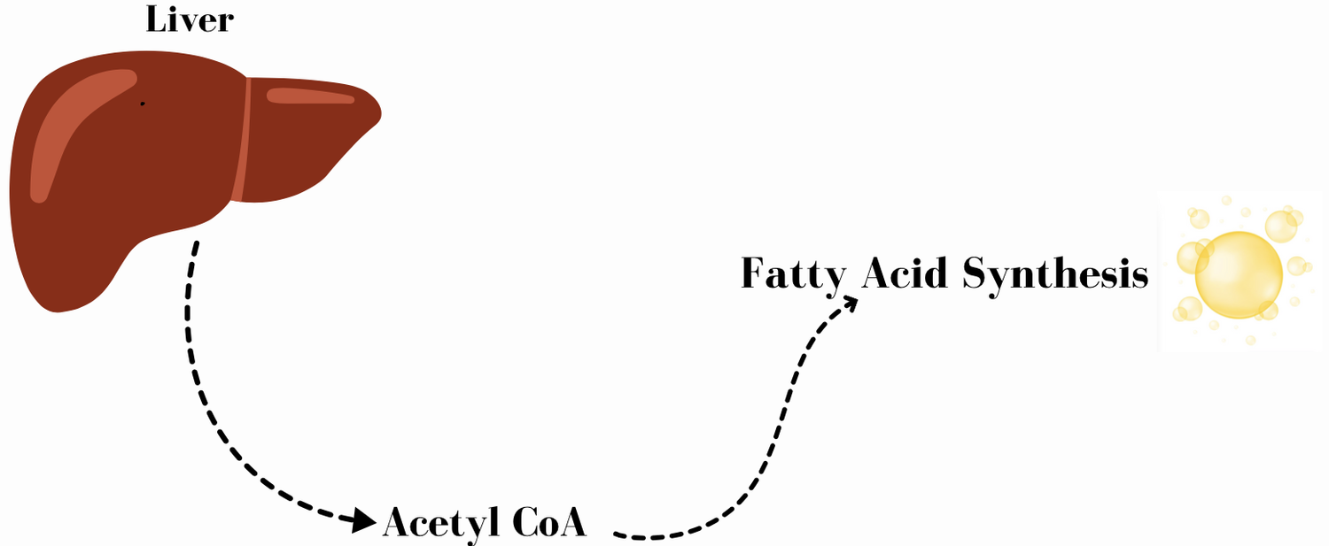 De Novo Lipogenesis- How Processed Carbs are Making us Fat and Sick ...