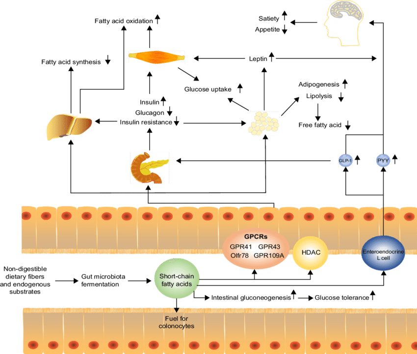 Short-Chain Fatty Acids — The Well-Nourished Brain