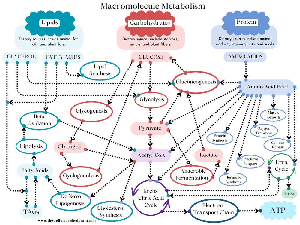 Metabolism and Diet — The Well-Nourished Brain