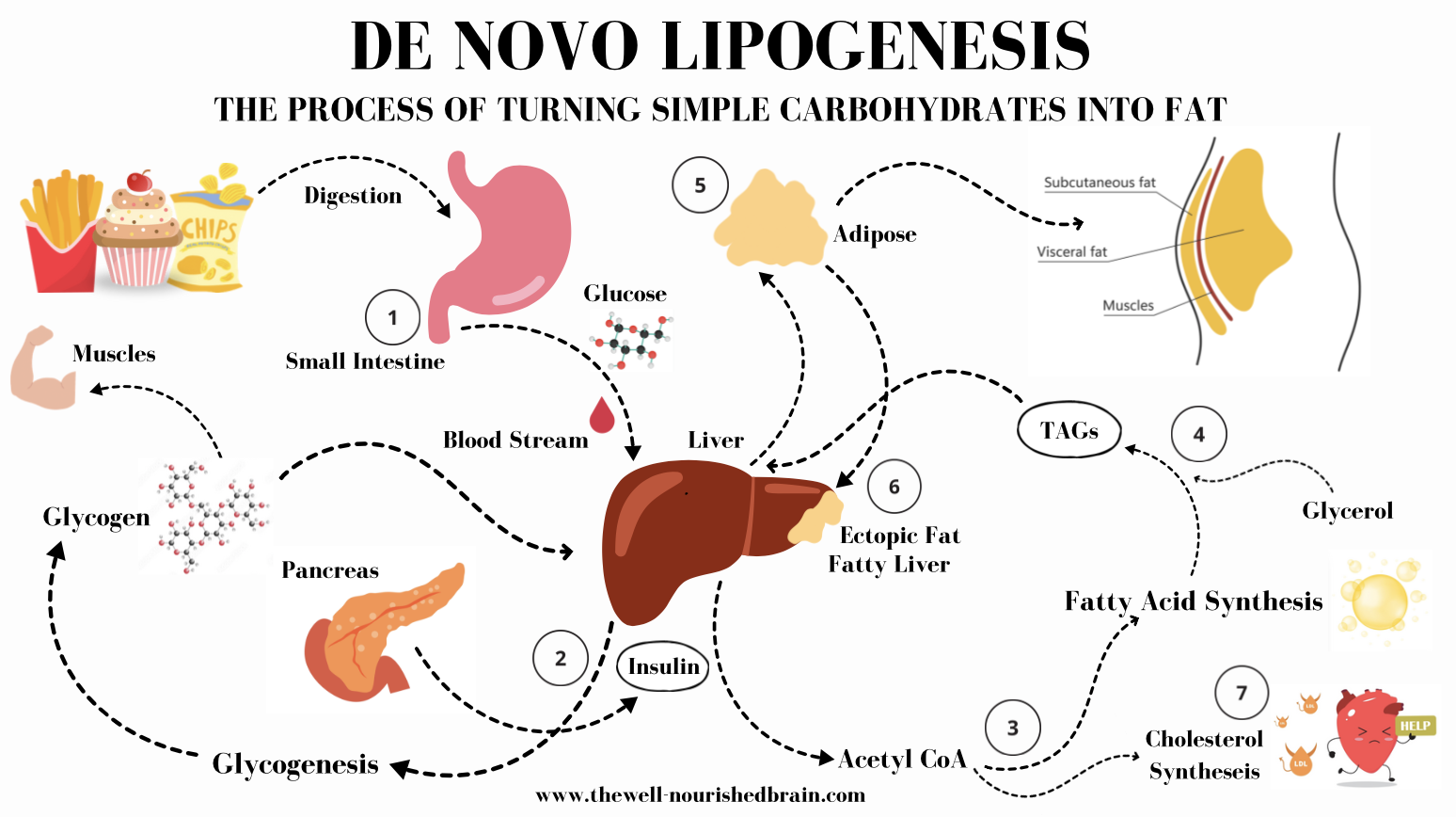 De Novo Lipogenesis- How Processed Carbs are Making us Fat and Sick ...