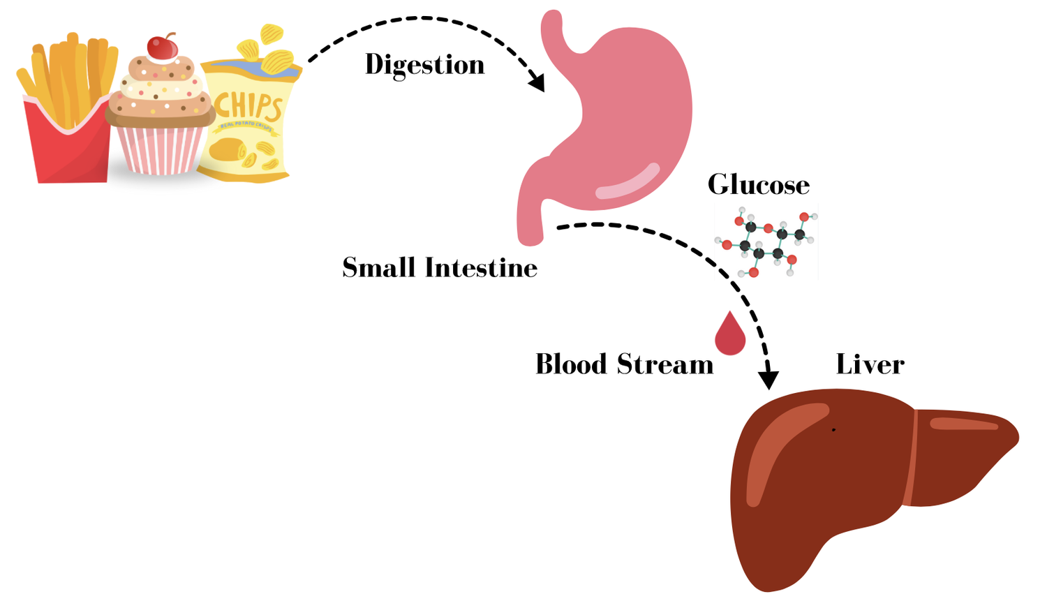De Novo Lipogenesis- How Processed Carbs are Making us Fat and Sick ...